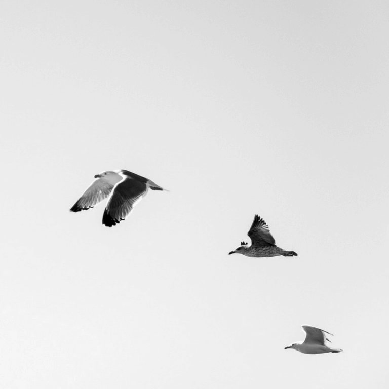 Bird Control B.I.R.D. System™ | Scarecrow