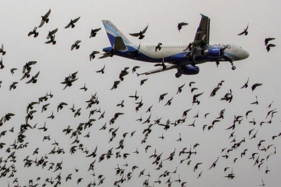 A flock of birds surround a plane on take-off | Scarecrow