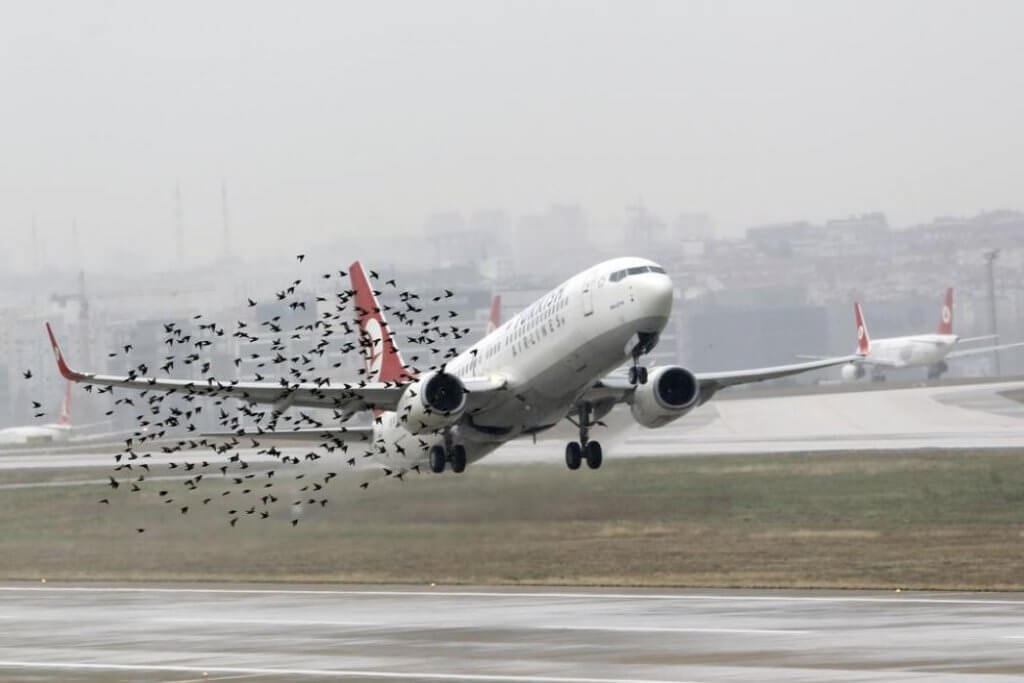 3 ways airports can reduce the risk and incidence of bird strike ...