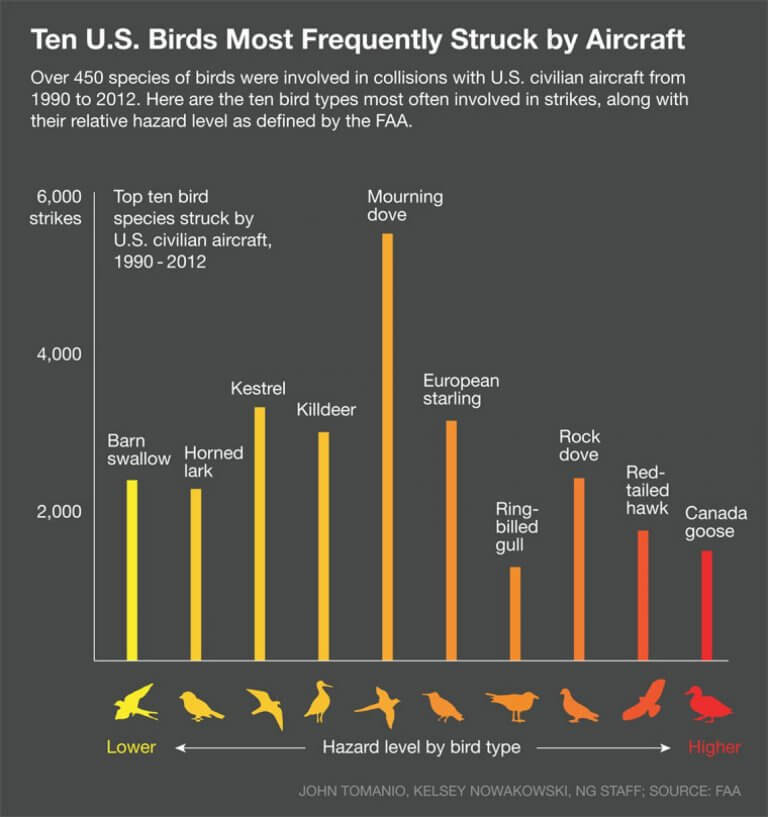 3 ways airports can reduce the risk and incidence of bird strike ...